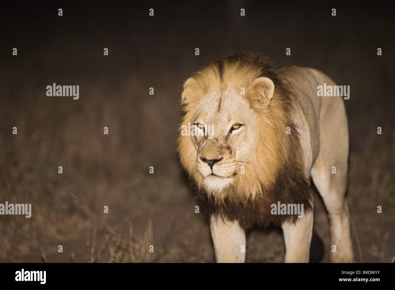 Lion mane hi-res stock photography and images - Alamy