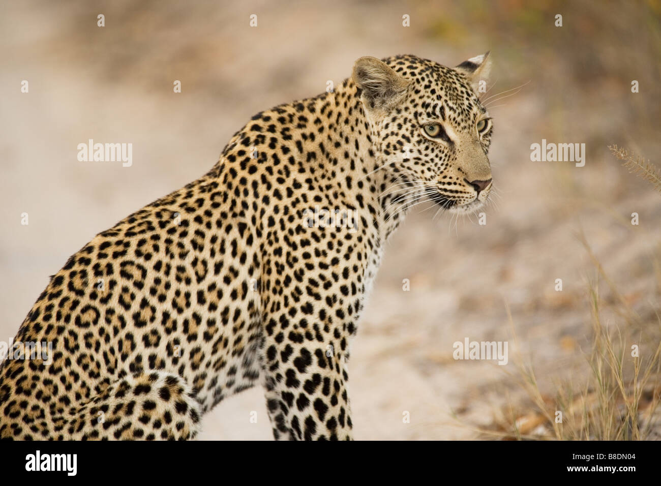 Leopard sabi sand hi-res stock photography and images - Alamy