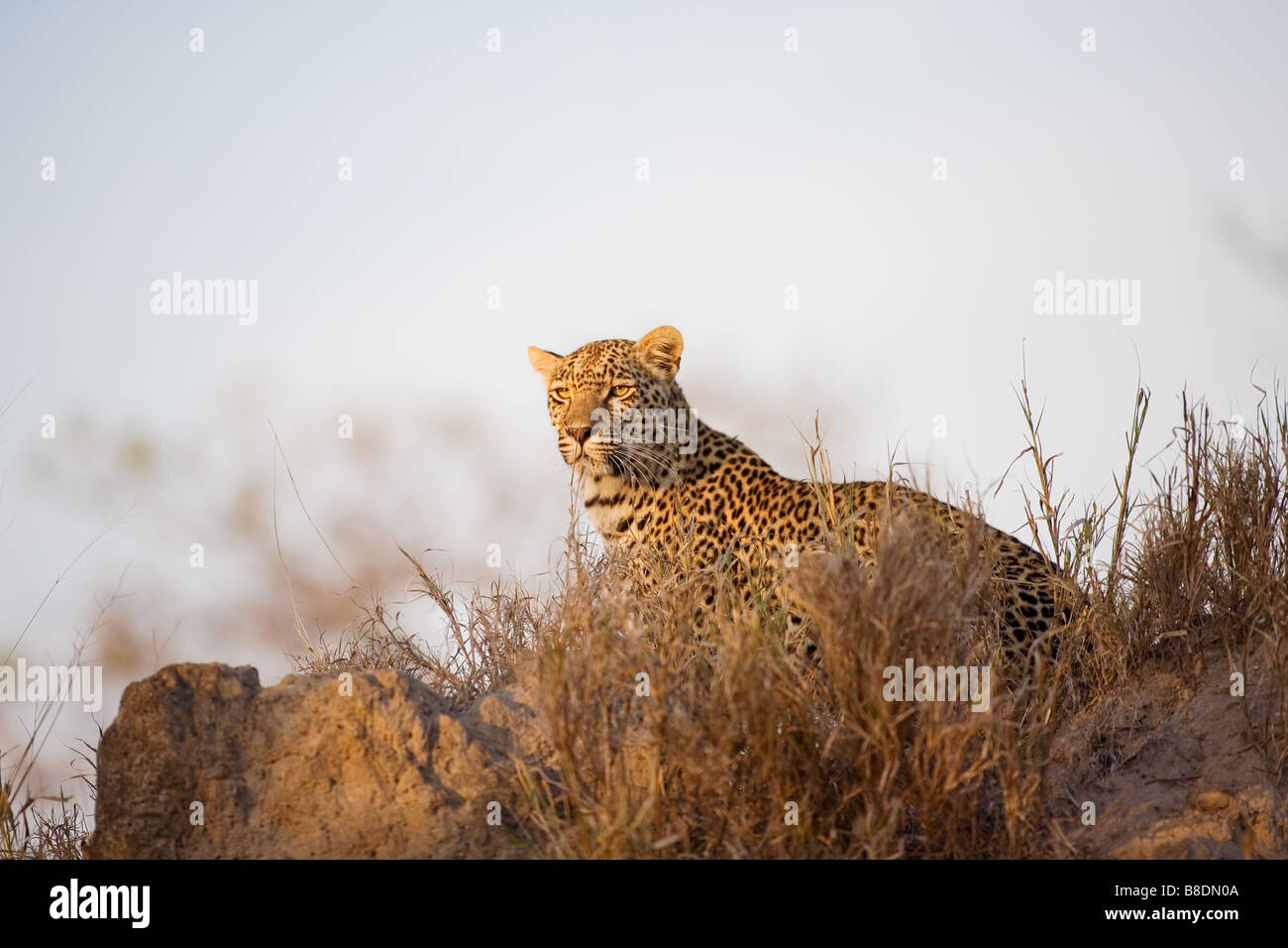 Sabi sand and leopard hi-res stock photography and images - Alamy