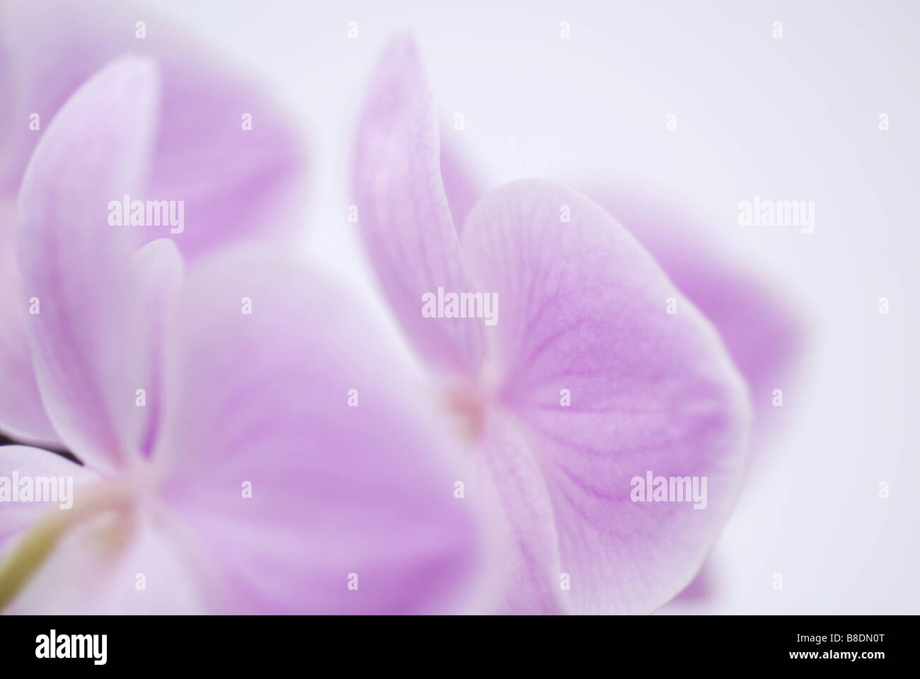 Violet Orchid High Resolution Stock Photography and Images - Alamy