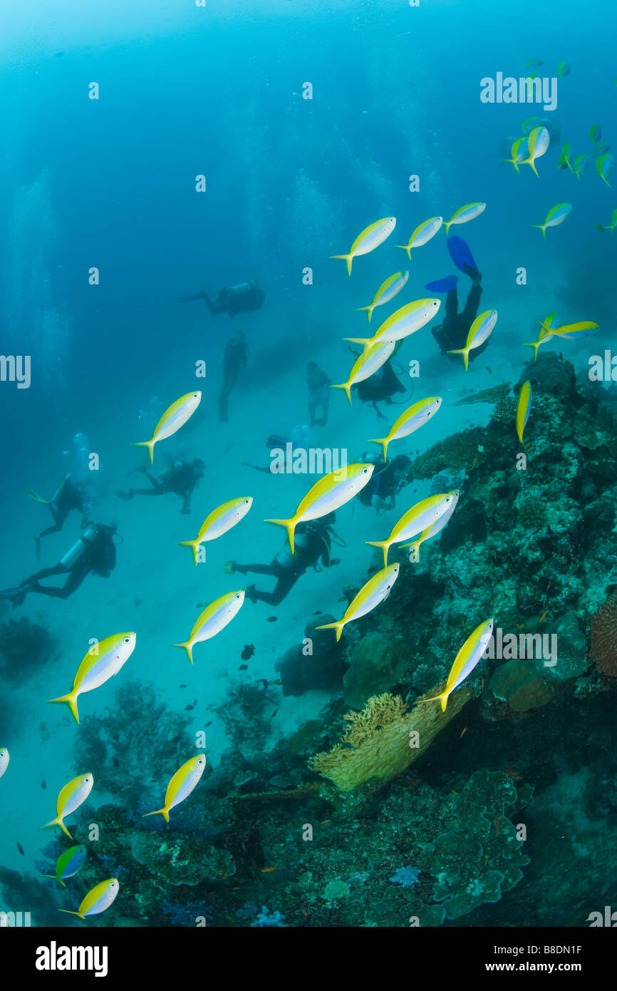 Fish and scuba divers Stock Photo - Alamy