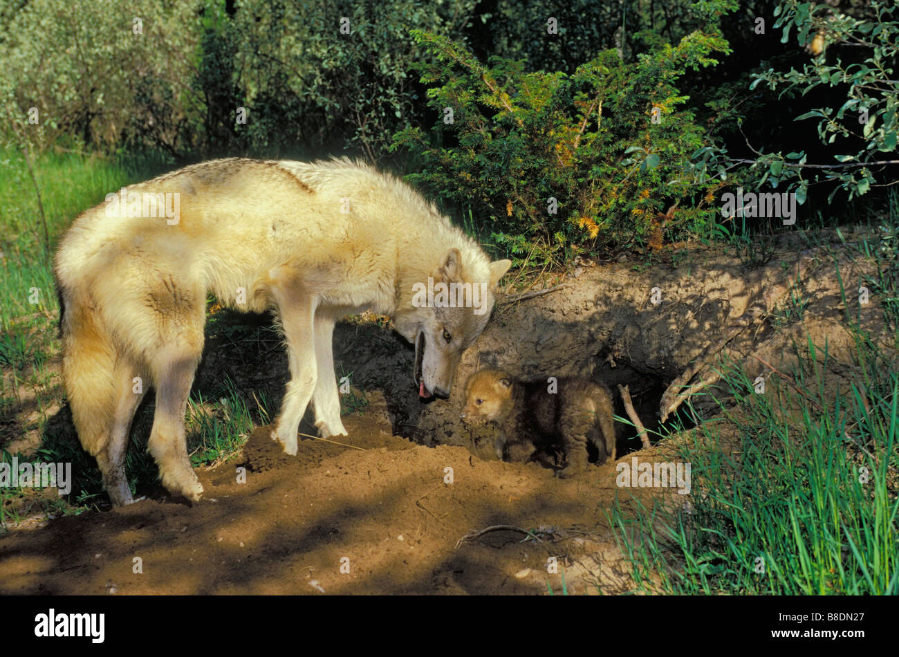 Wolf den hi-res stock photography and images - Alamy