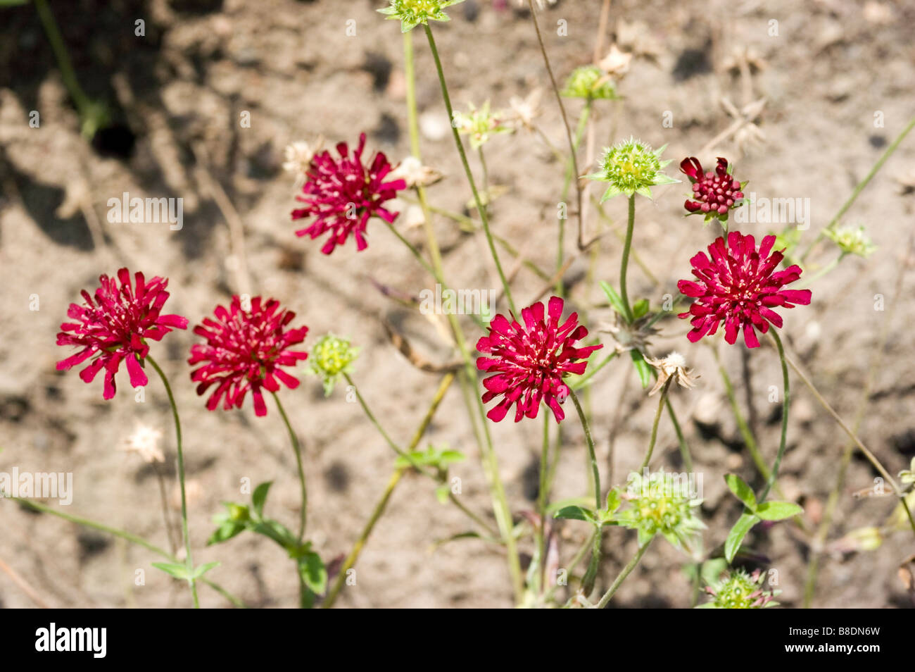 Knautia macedonica hi-res stock photography and images - Alamy