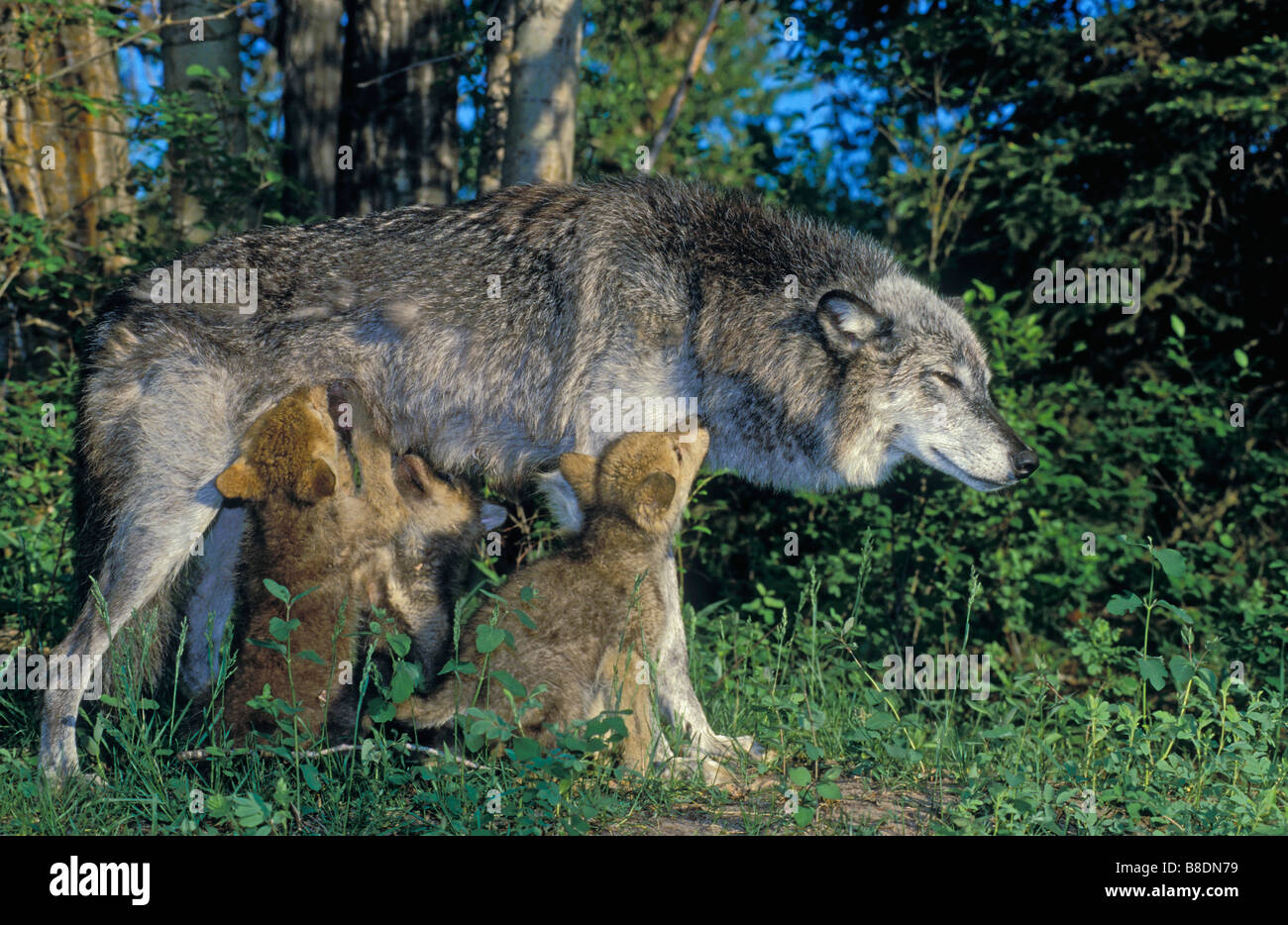 tk0339, Thomas Kitchin; Gray Wolf suckling pups in spring, Rocky ...