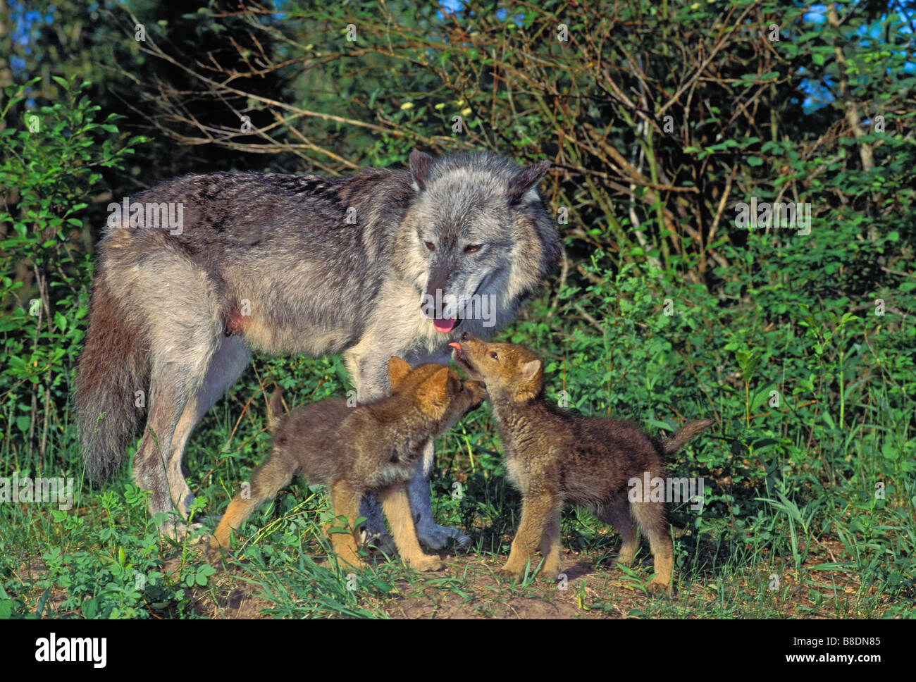 Gray wolf pup den hi-res stock photography and images - Alamy