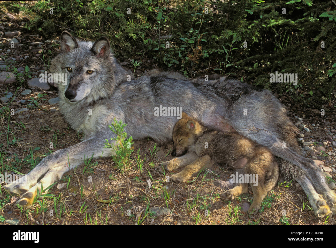 Wolf den hi-res stock photography and images - Alamy