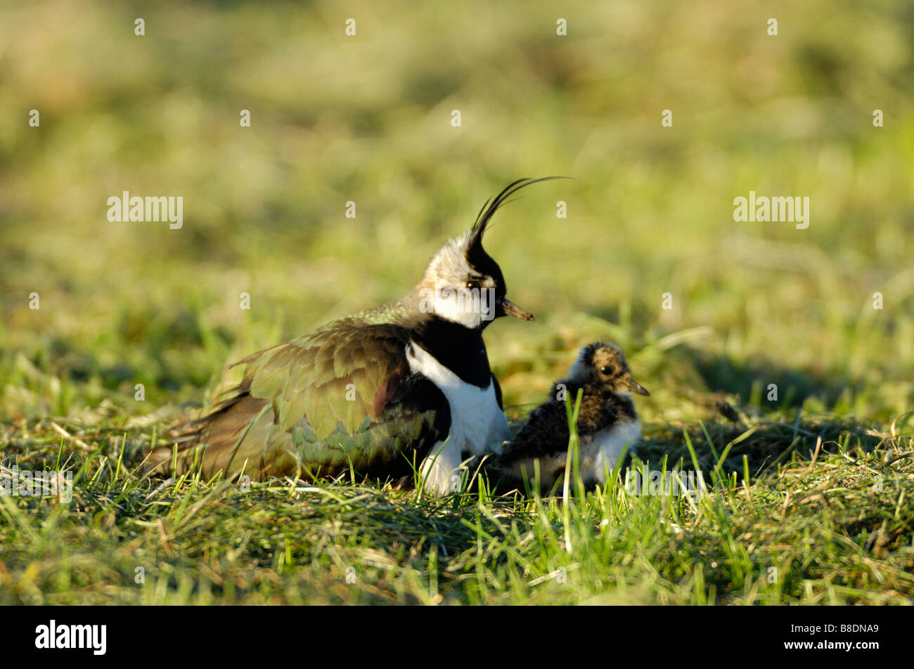 Lapwing female hi-res stock photography and images - Alamy