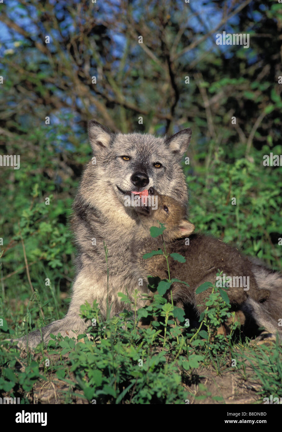 tk0344, Thomas Kitchin; Gray Wolf/Timber Wolf mother with 3-week-old ...