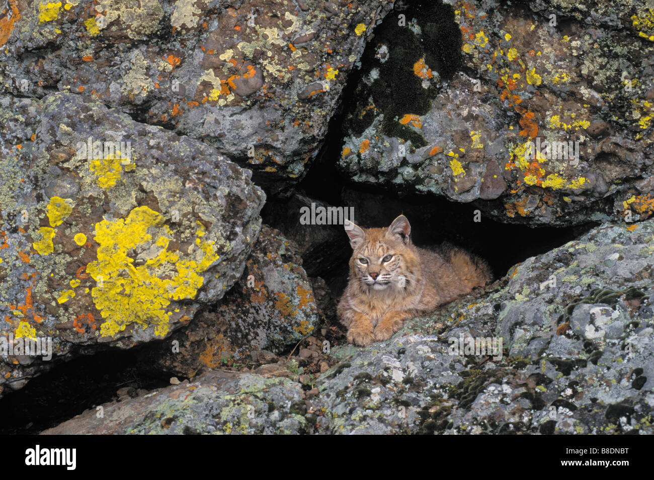 Bobcat rocky mountains hi-res stock photography and images - Alamy