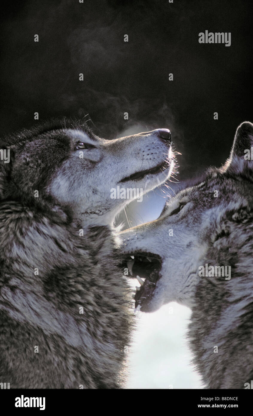 Scruff hi-res stock photography and images - Alamy