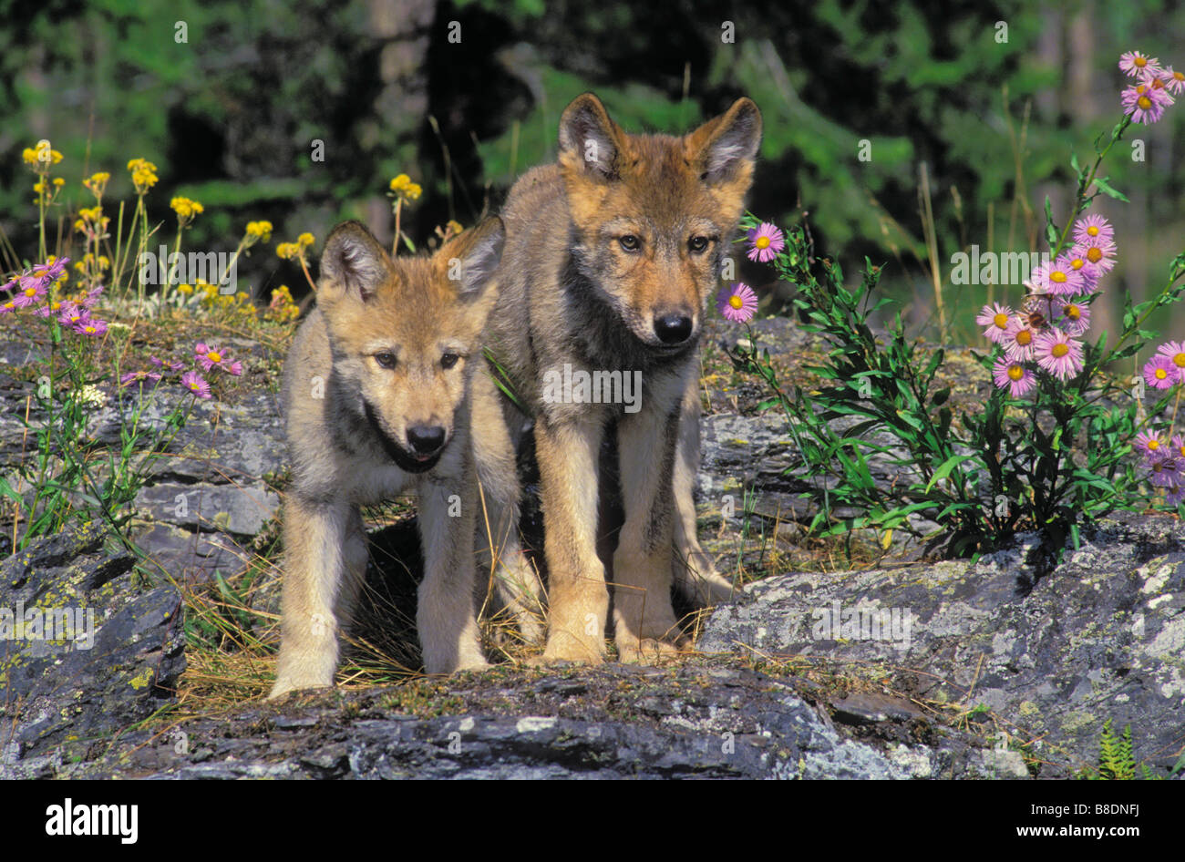 tk0351, Thomas Kitchin; Gray Wolf pups, 9-weeks-old, in spring, Rocky ...