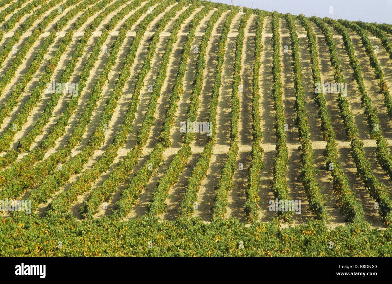 vineyard on hillside slope Stock Photo - Alamy