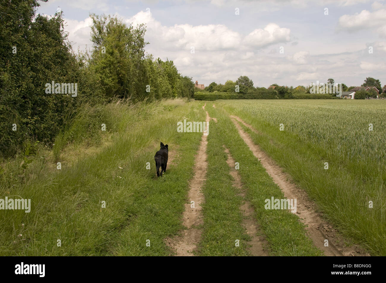 Black dog walking in hi-res stock photography and images - Alamy