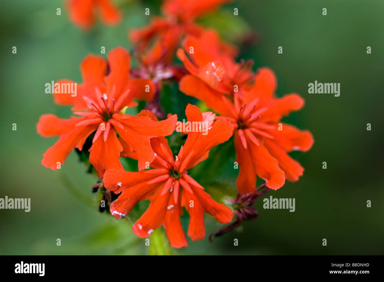 Caryophyllaceae hi-res stock photography and images - Alamy