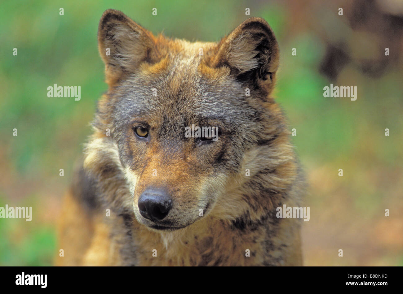 tk0359, Thomas Kitchin; Red wolf, endangered species Stock Photo - Alamy