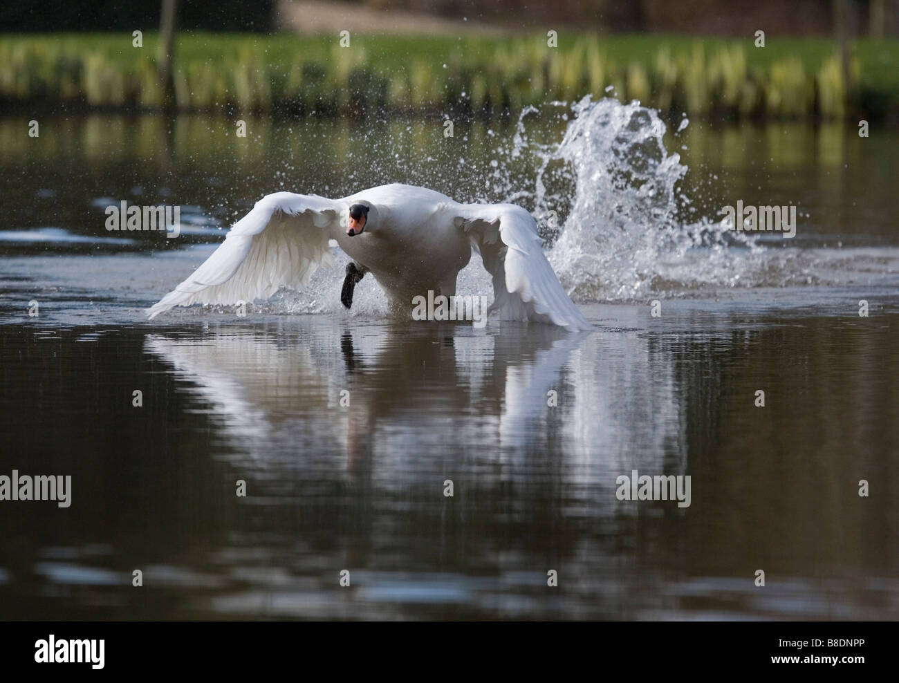 Mute swan taking off from water Stock Photo - Alamy