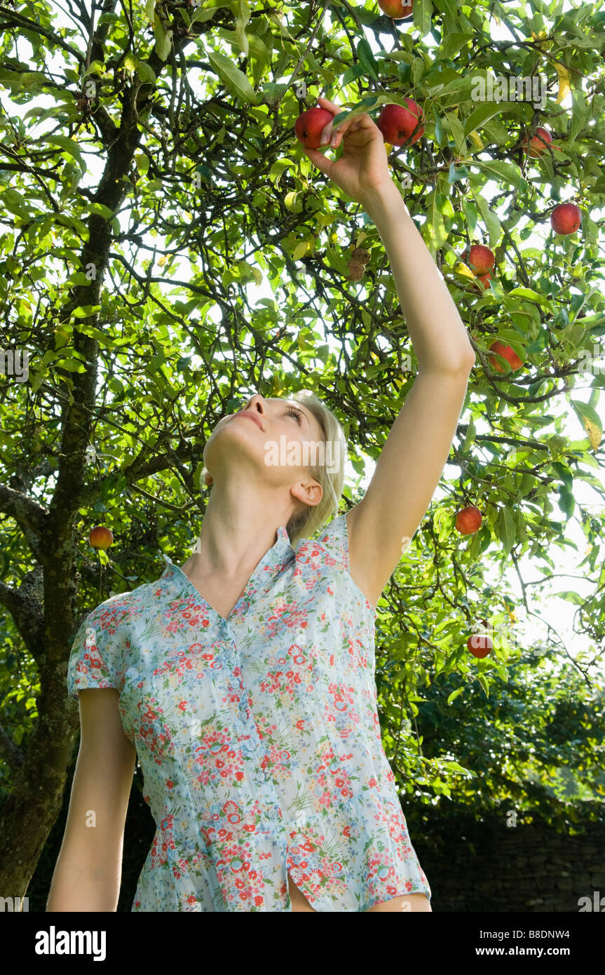 Adult in apple tree hi-res stock photography and images - Alamy