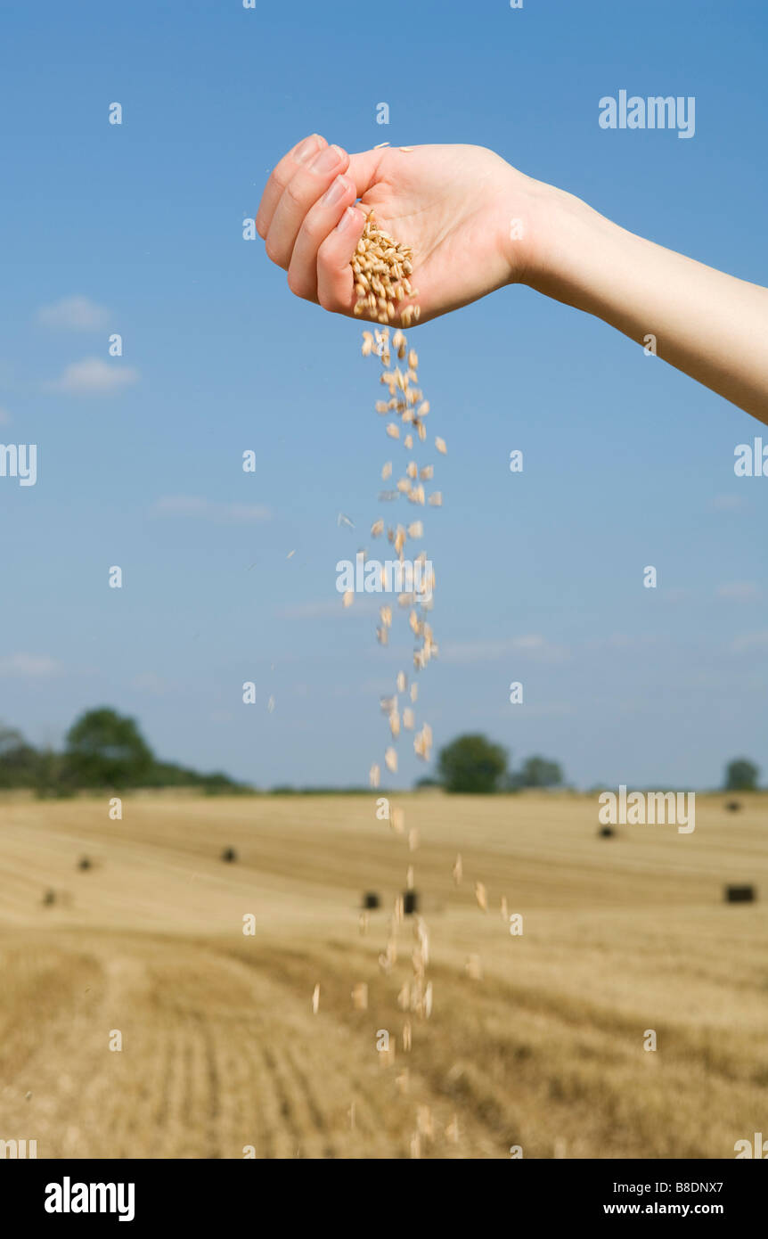 Person spilling grains of wheat Stock Photo - Alamy