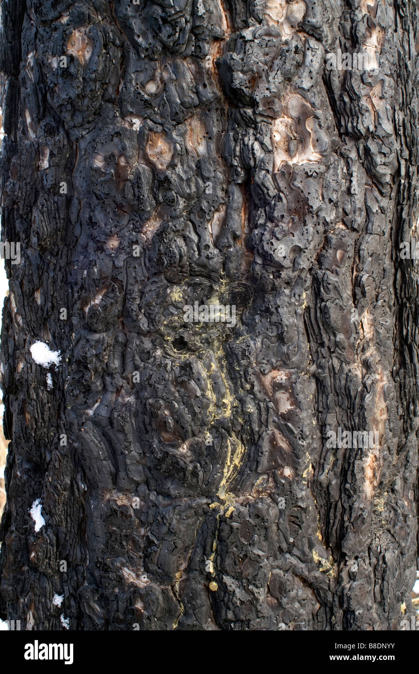 Burned Tree Bark Macro Close up Stock Photo - Alamy