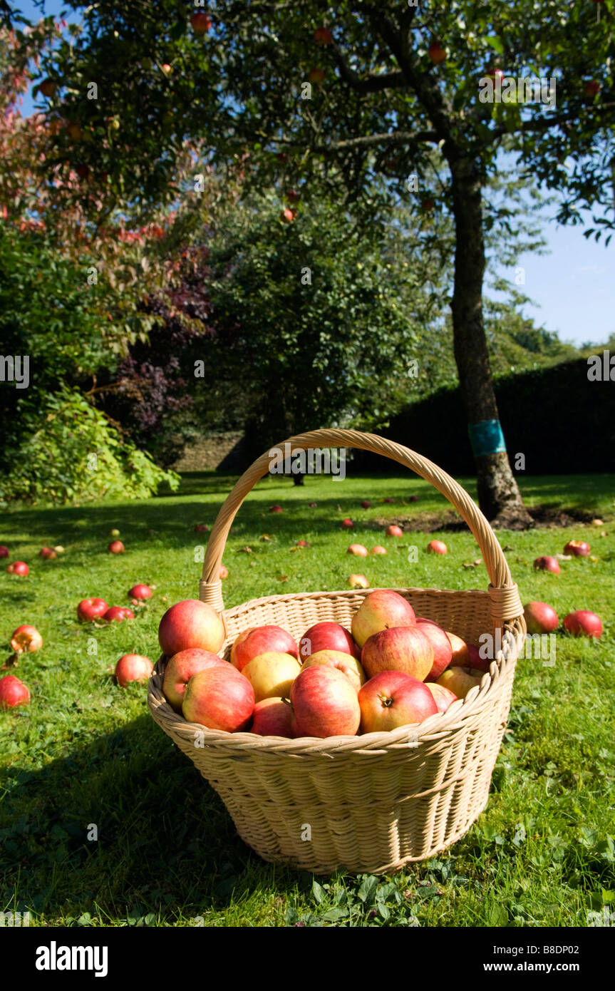 Basket of apples Stock Photo - Alamy