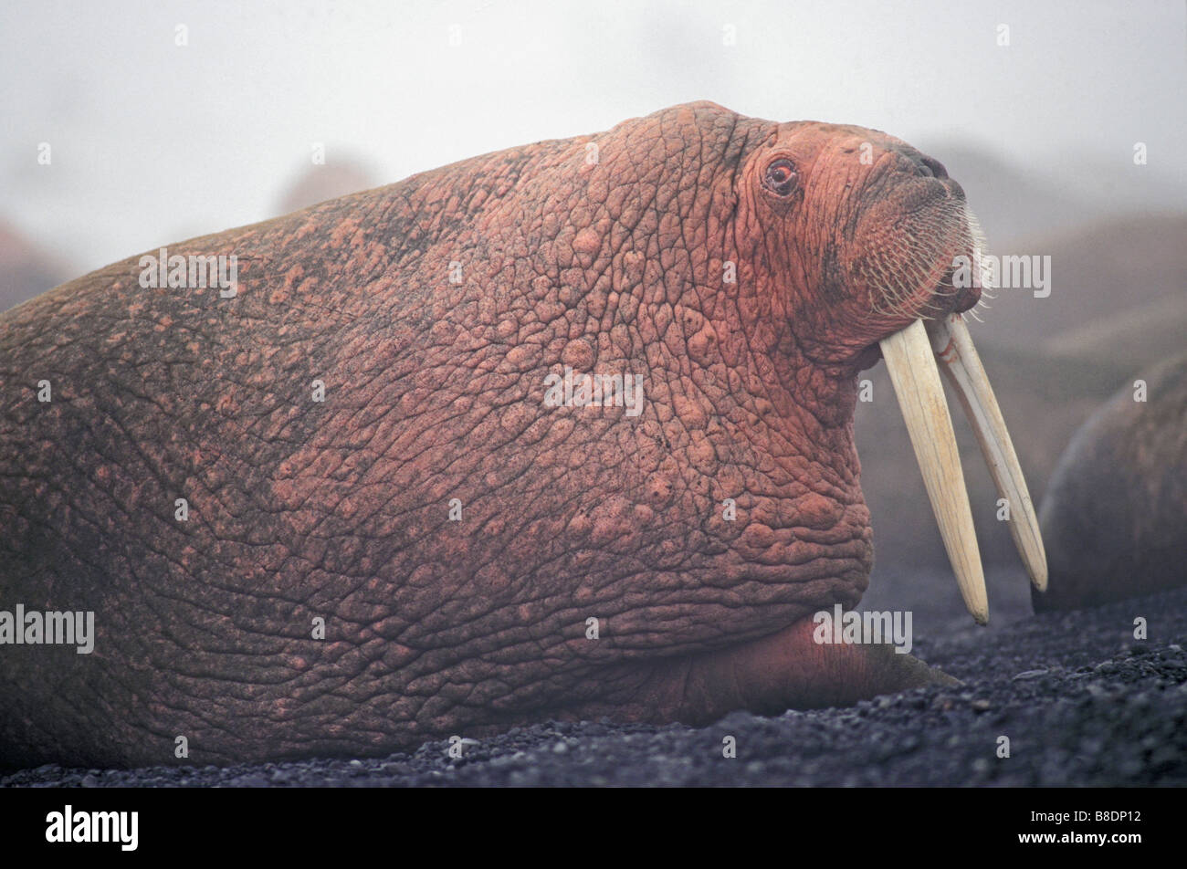 tk0376, Thomas Kitchin; Walrus in Summer, Alaska Stock Photo - Alamy
