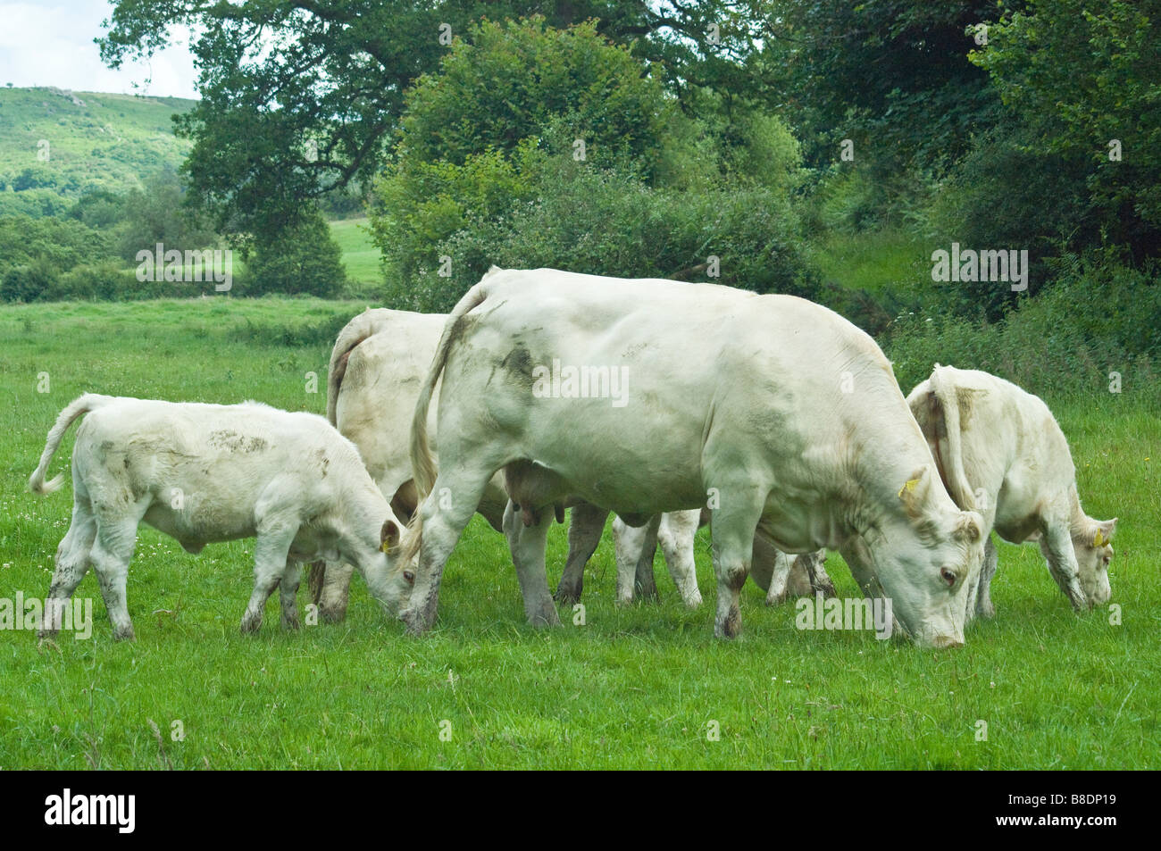 Charolais Cows grazing in a field in Devon Stock Photo - Alamy