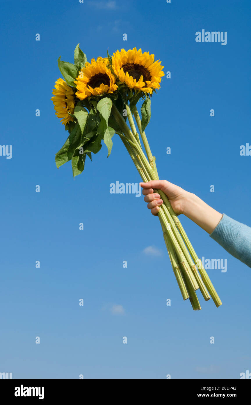 Person holding sunflowers Stock Photo - Alamy