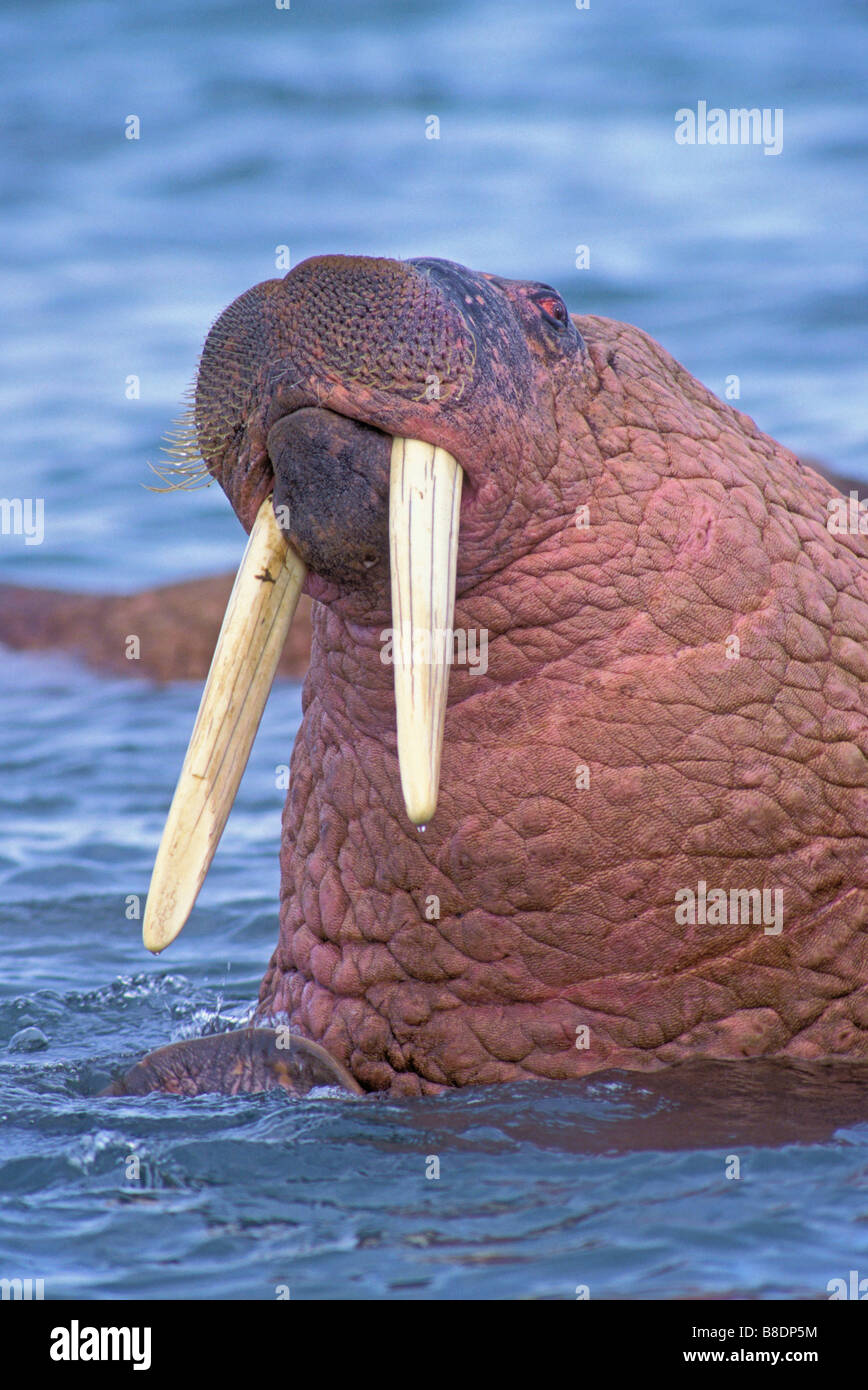 tk0385, Thomas Kitchin; Walrus Summer Alaska Odobenus rosmarus Stock ...
