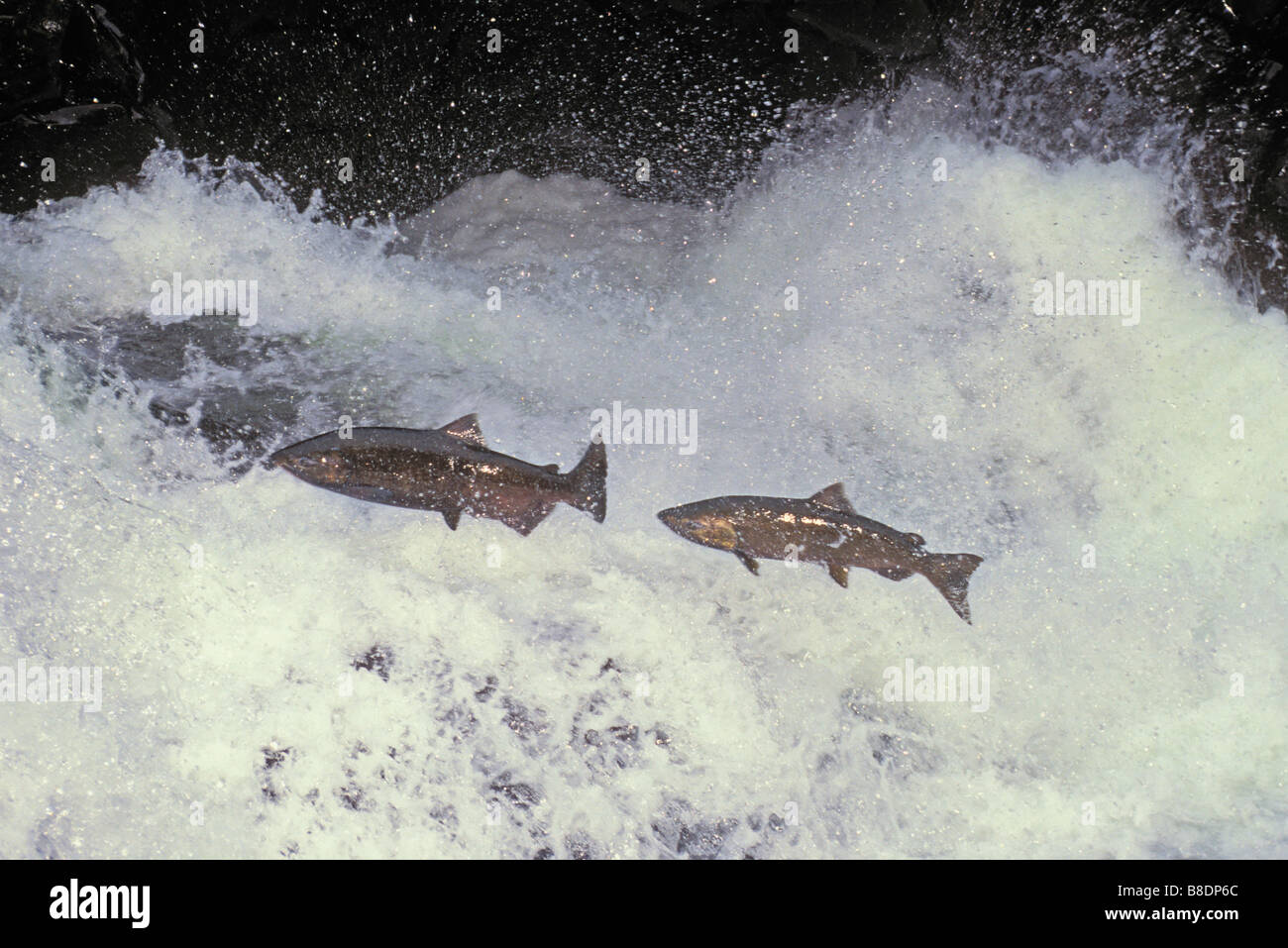 Chinook Salmon aka King salmon Pacific Coast from California to Alaska ...