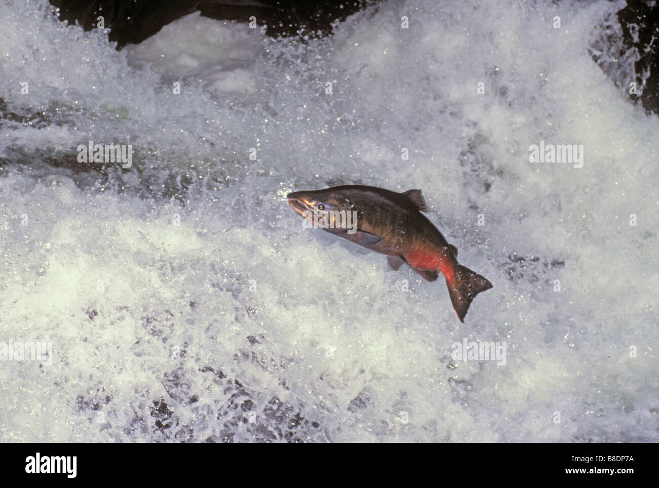 Chinook Salmon aka King salmon Pacific Coast from California to Alaska ...