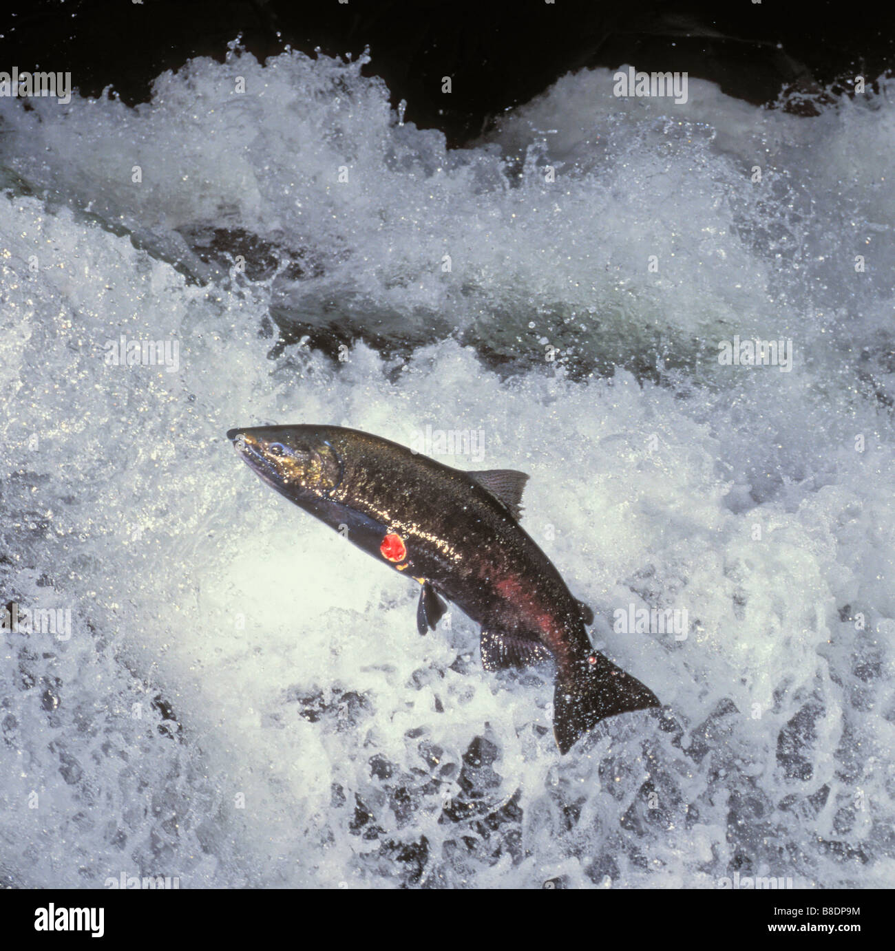 Chinook Salmon aka King salmon Visible wound from leaping over rocks ...