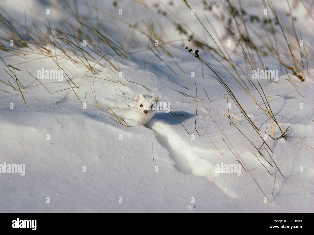 Long tailed weasel, snow hi-res stock photography and images - Alamy