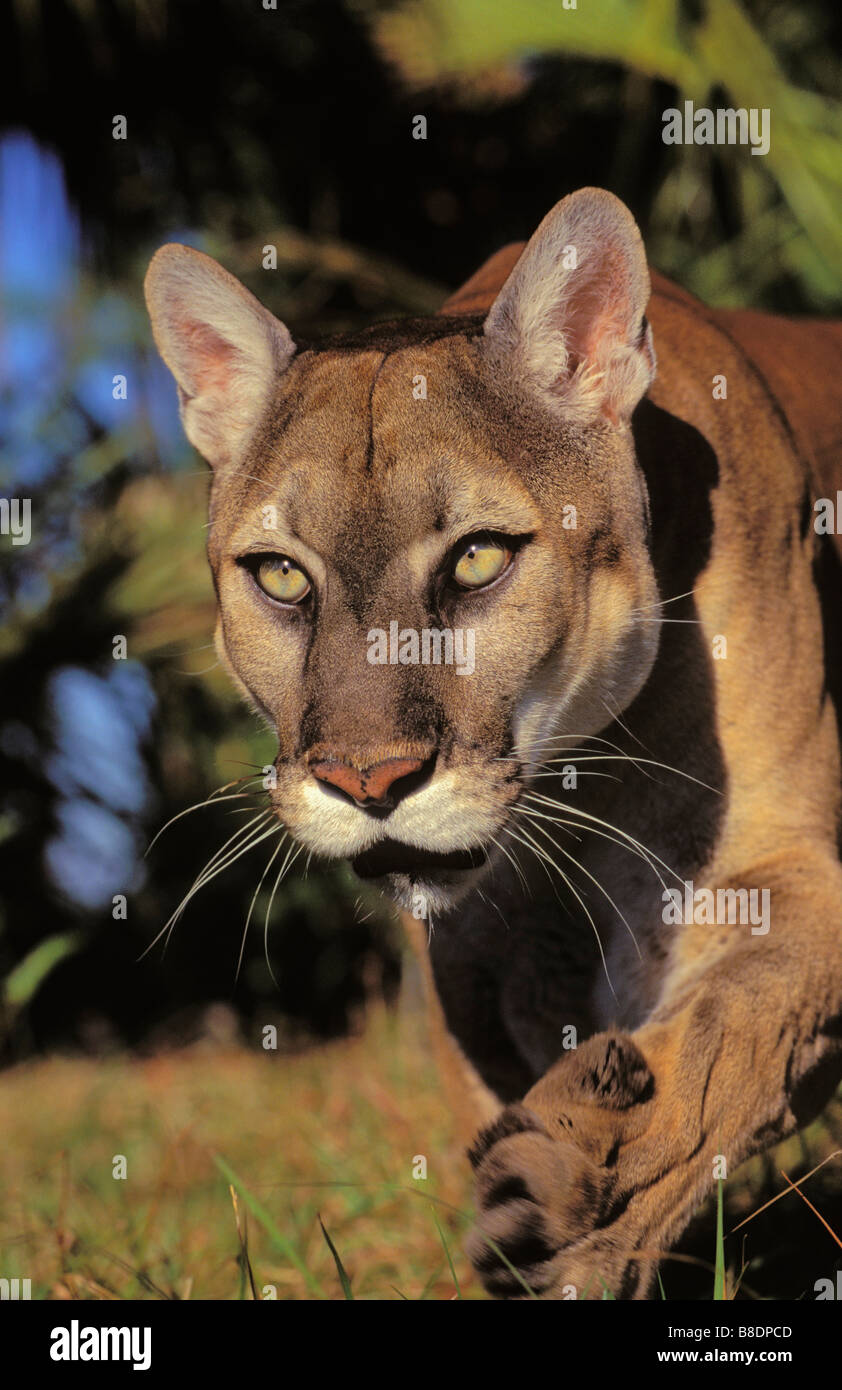 Florida panther endangered species hi-res stock photography and images ...