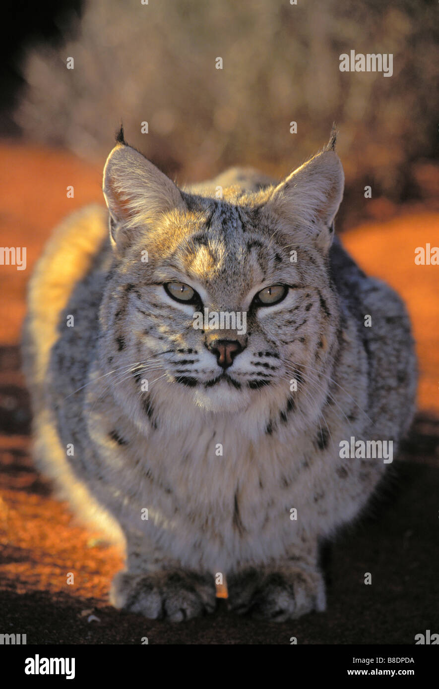 tk0402, Thomas Kitchin; Bobcat Southwest U S A Felis rufus Stock Photo ...