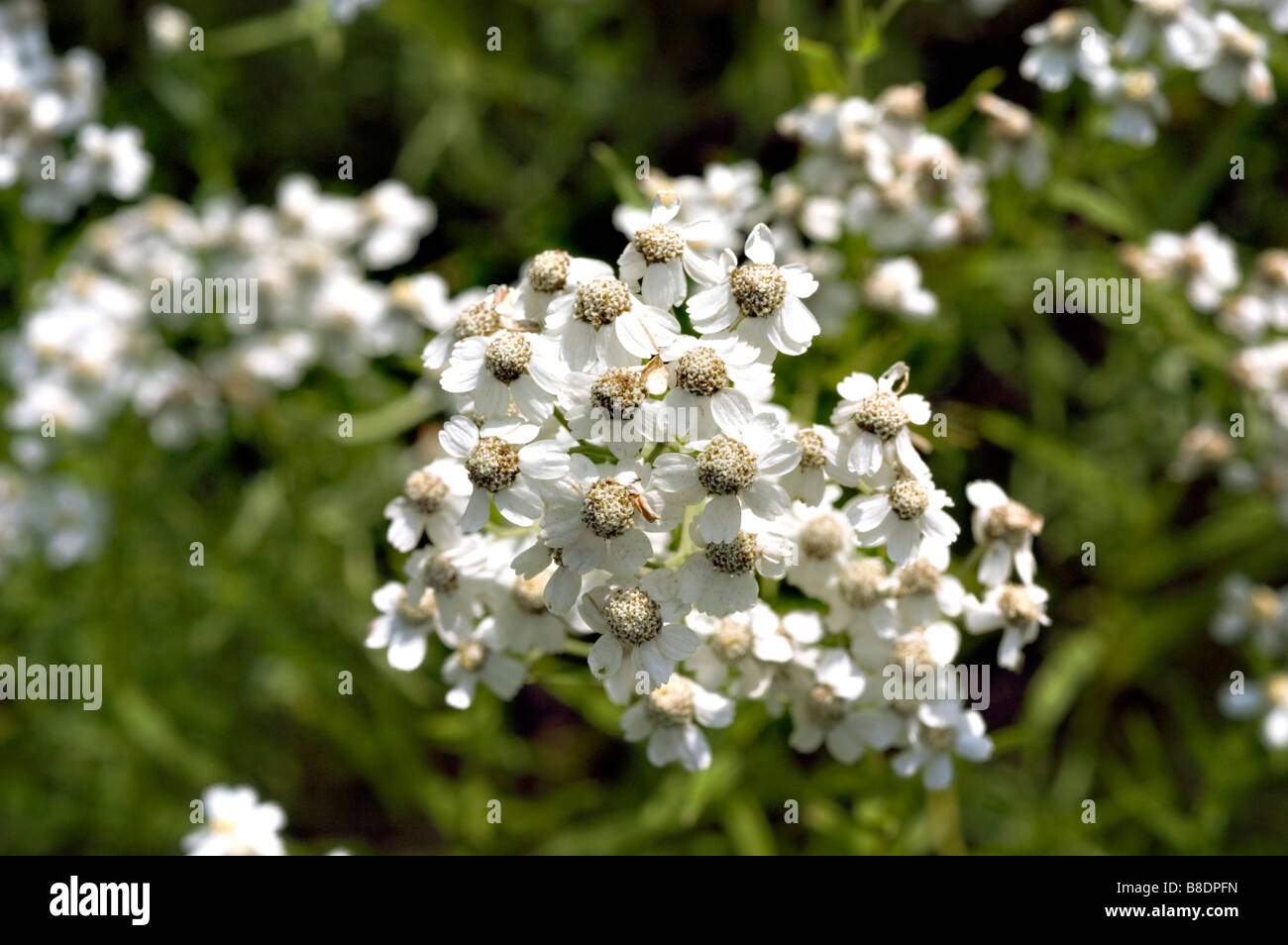 Sneezewort achillea ptarmica hi-res stock photography and images - Alamy