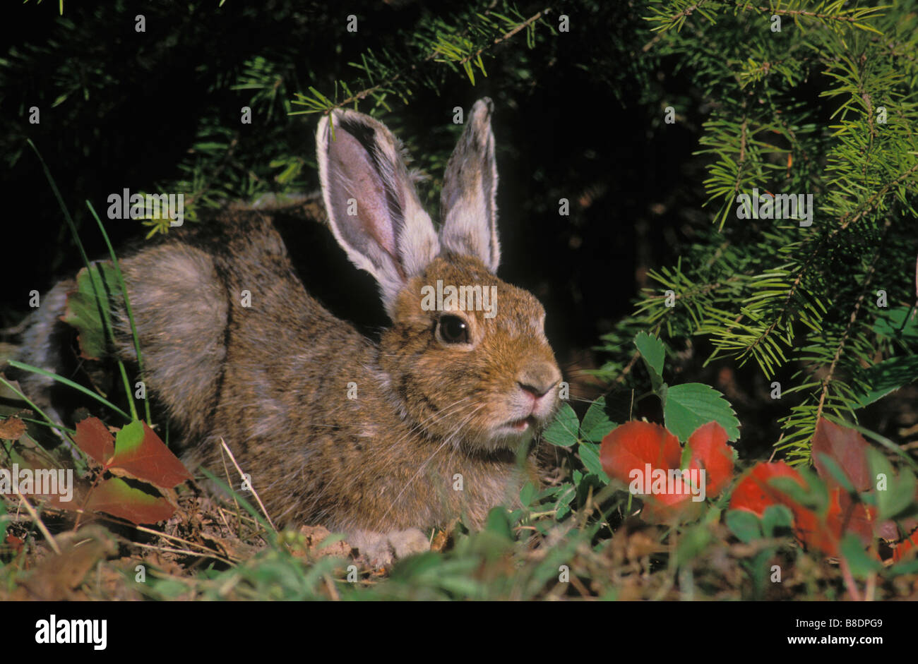 tk0409, Thomas Kitchin; Snowshoe hare spring coat Camouflage North ...