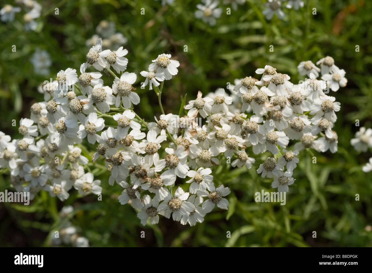 Achillea Ptarmica High Resolution Stock Photography and Images - Alamy