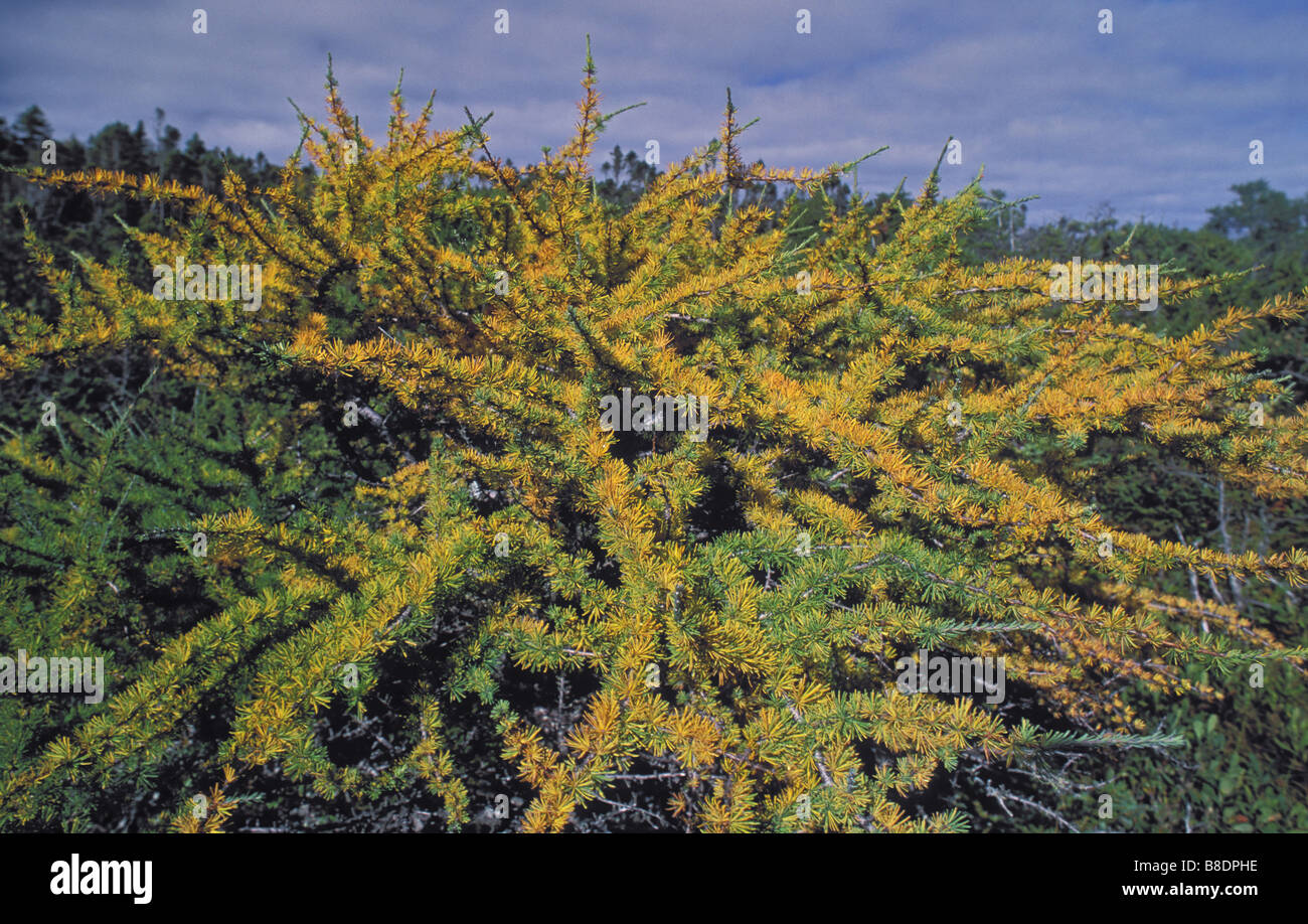 Boreal est tamarack autumn colours Canada Gros Morne National Park ...
