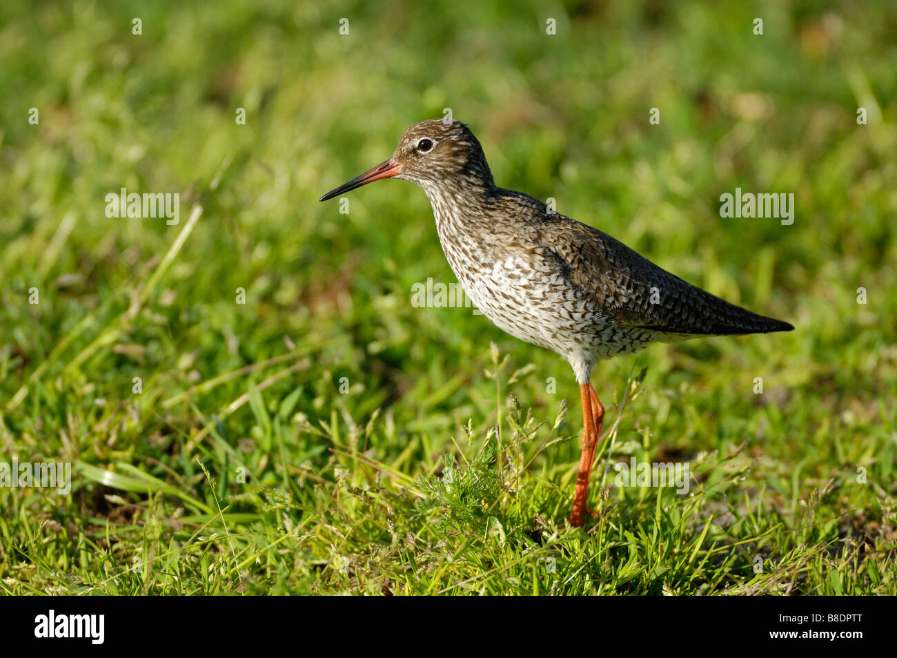 Redshank hi-res stock photography and images - Alamy