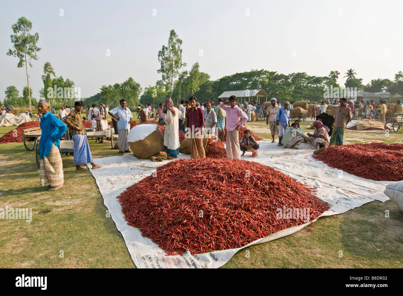hot peppers market near bogra bangladesh Stock Photo - Alamy