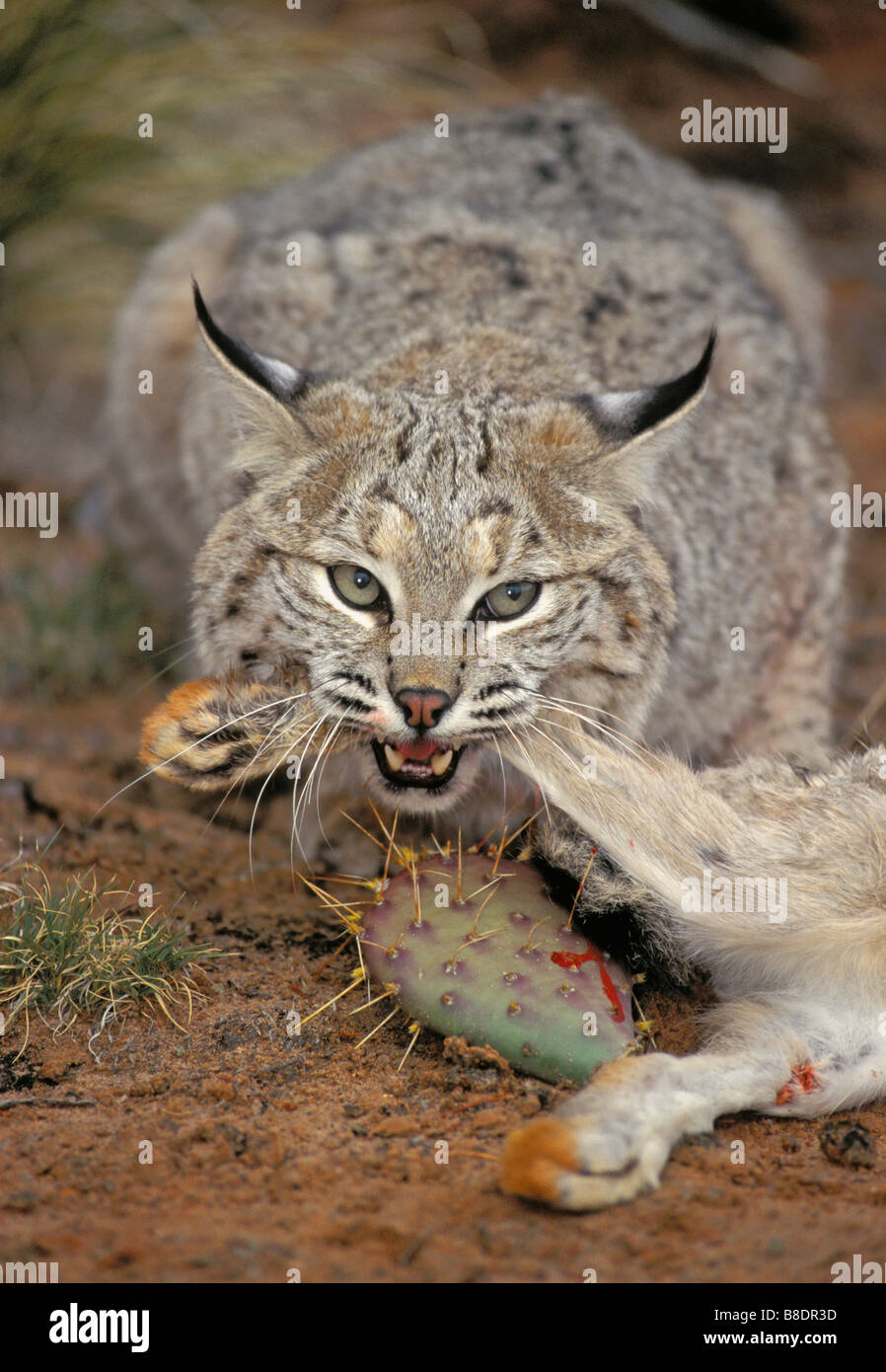 Lynx hunting rabbit hi-res stock photography and images - Alamy