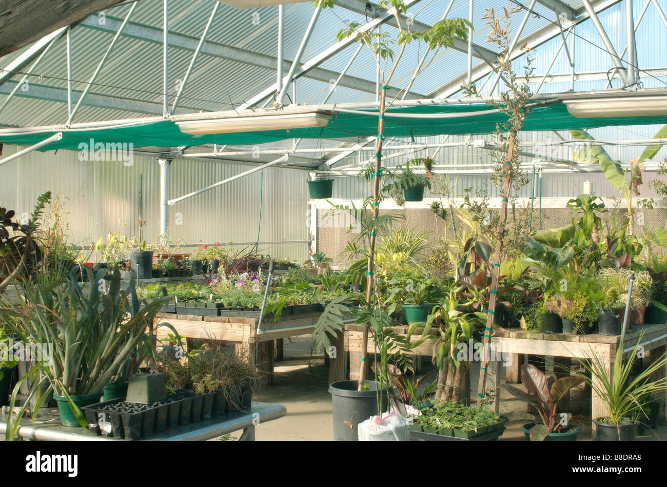 The interior of a greenhouse Stock Photo - Alamy