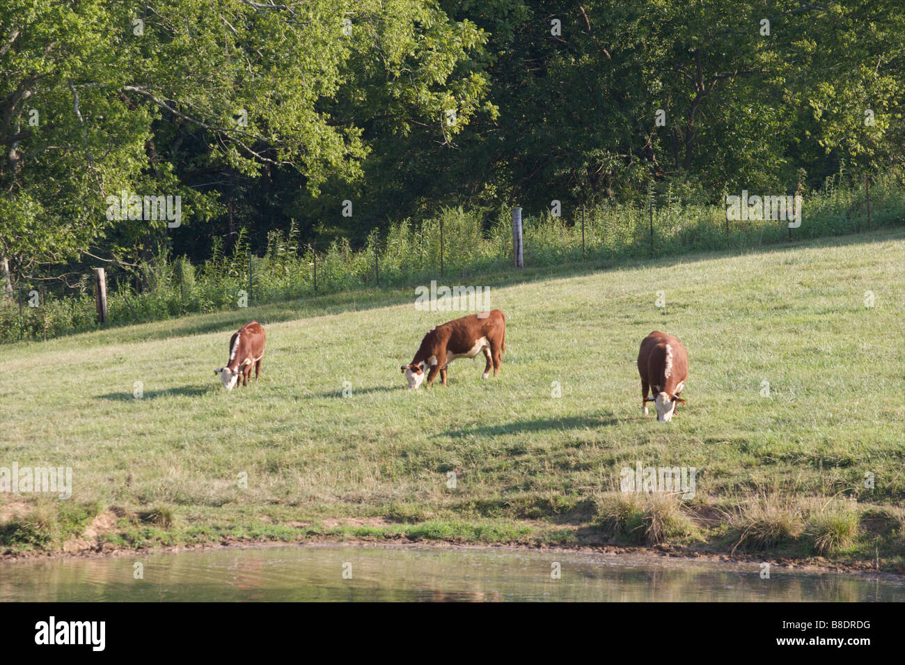 polled hereford brown cows on a farm near pond Stock Photo - Alamy