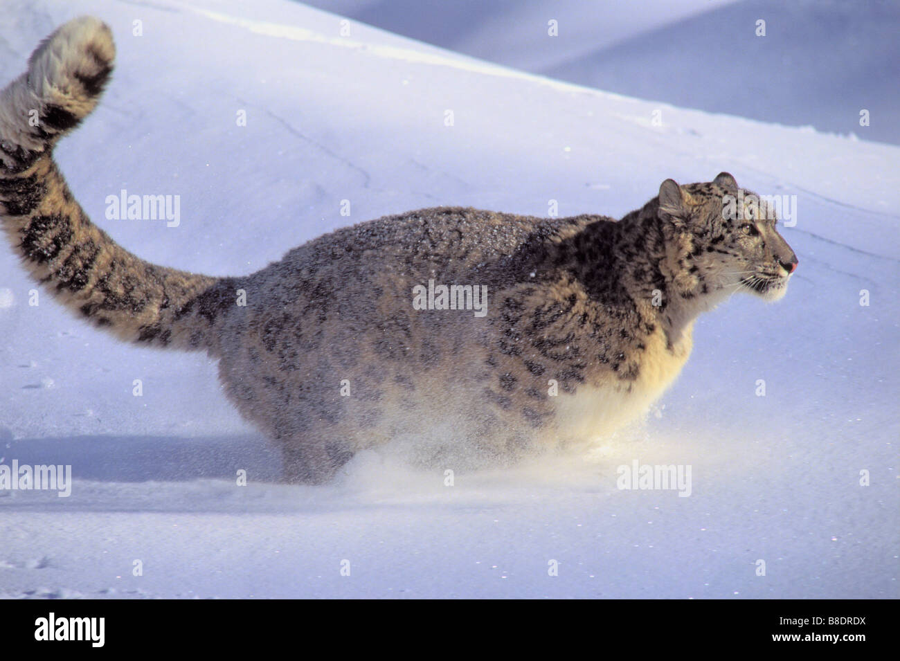China snow leopard tibet hi-res stock photography and images - Alamy