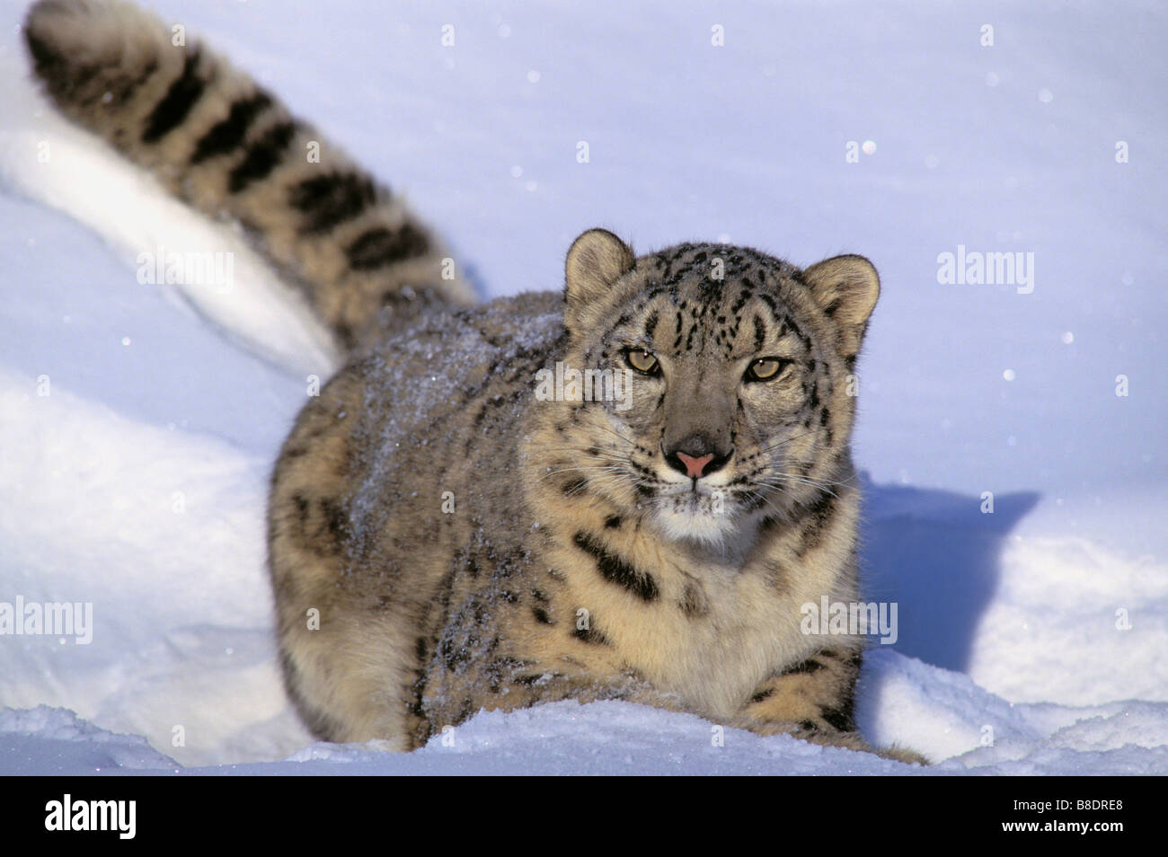 Snow leopard location hi-res stock photography and images - Alamy
