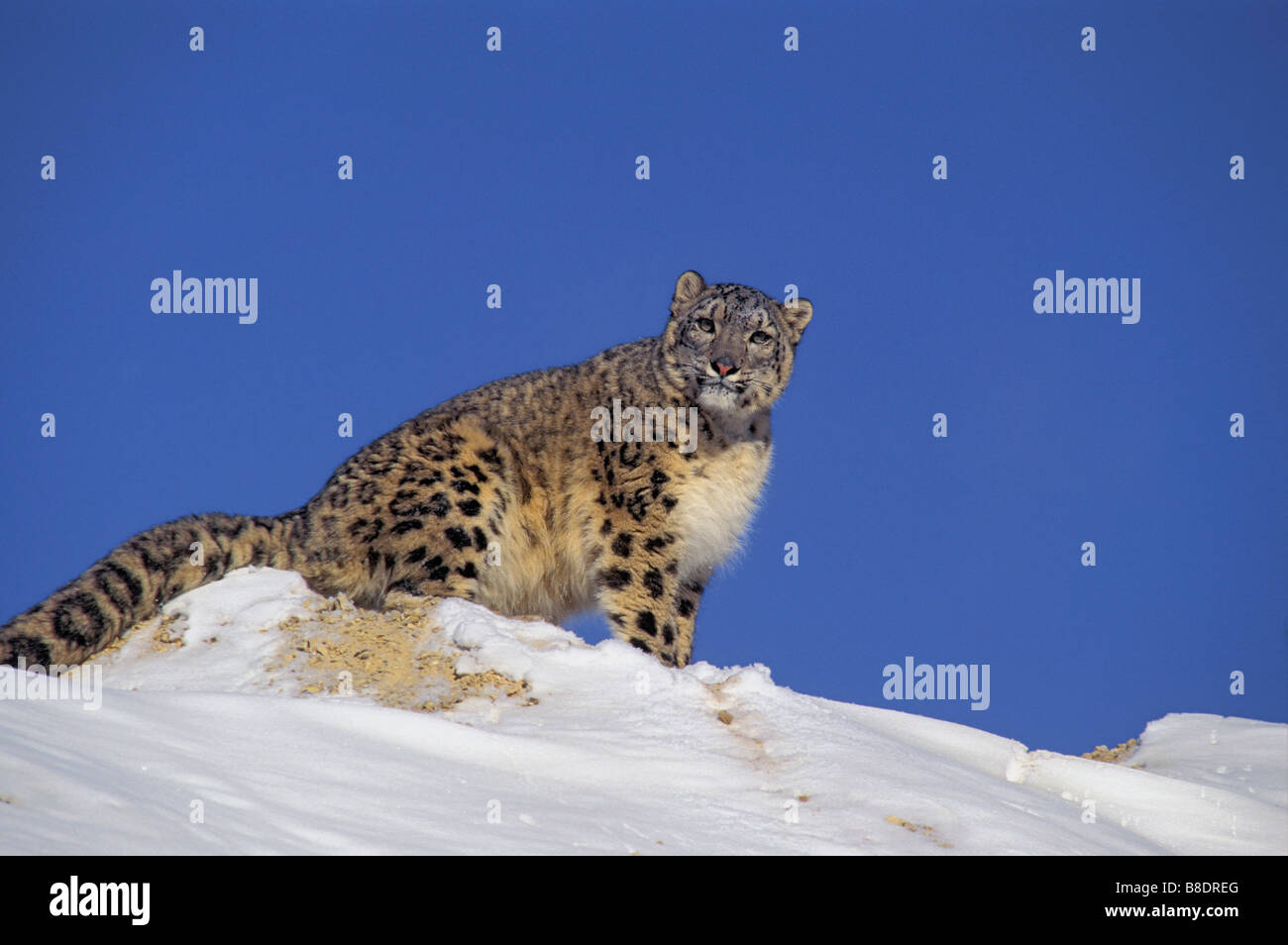 tk0476, Thomas Kitchin; Leopard in snow Stock Photo - Alamy