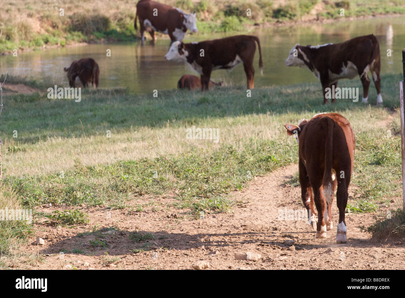 polled hereford brown cows on a farm near pond Stock Photo - Alamy