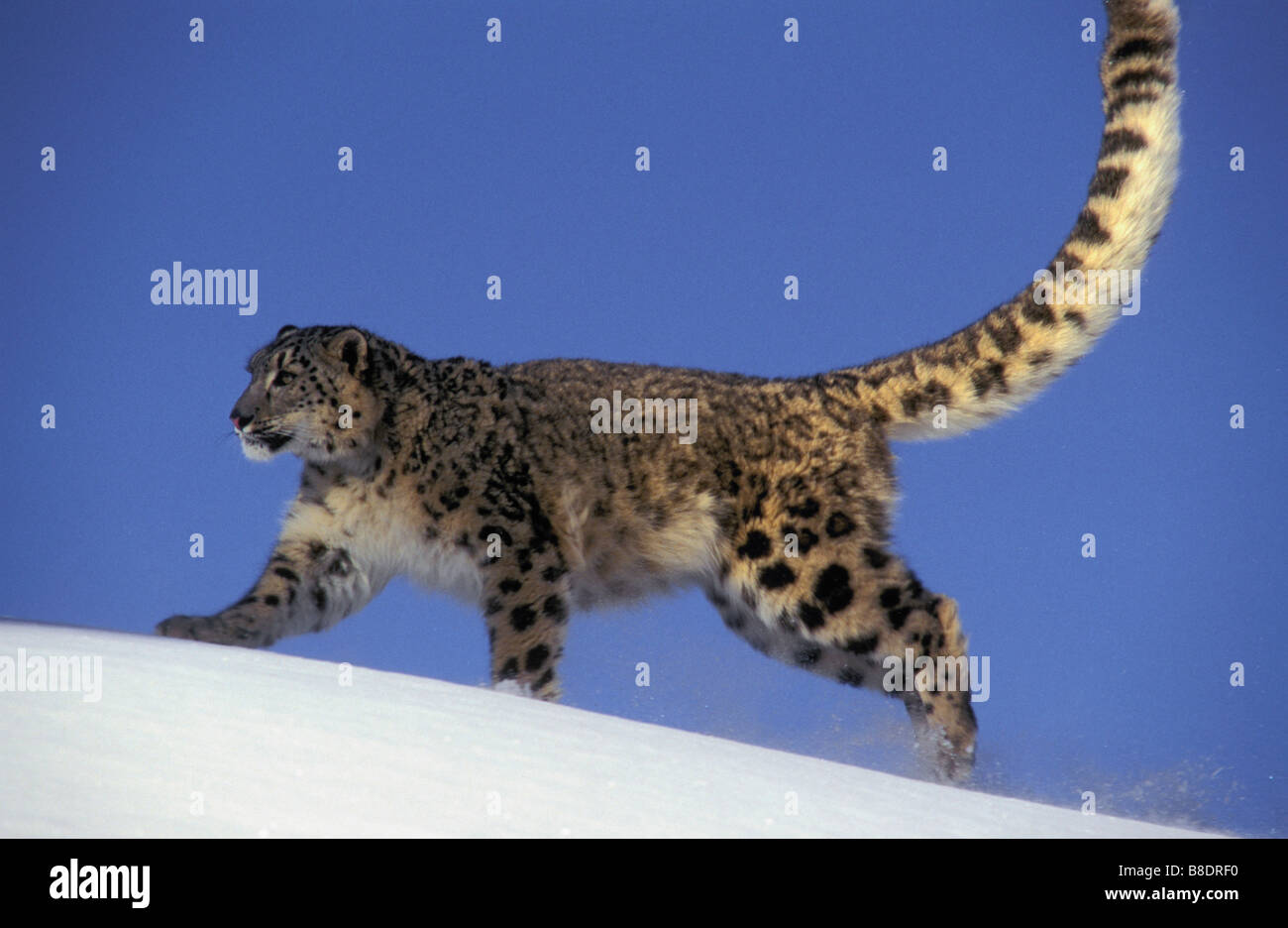 tk0477, Thomas Kitchin; Snow Leopard, Central Asia, from Northwest ...