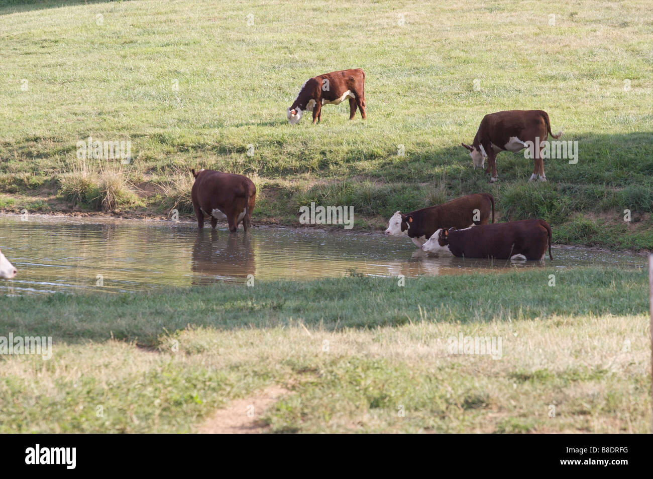 polled hereford brown cows on a farm near pond Stock Photo - Alamy