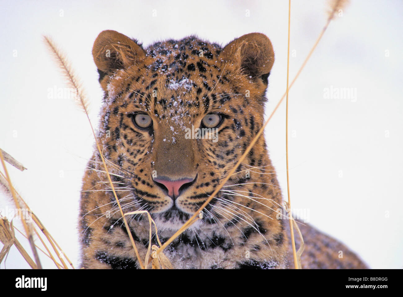 Snow leopard location hi-res stock photography and images - Alamy